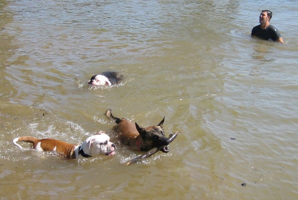 Bulldogs