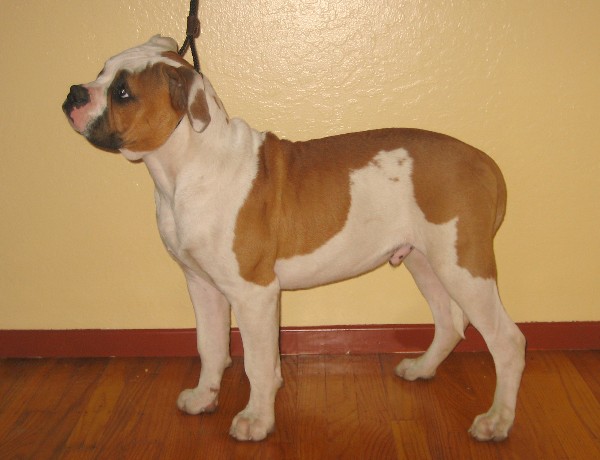 Bulldogs