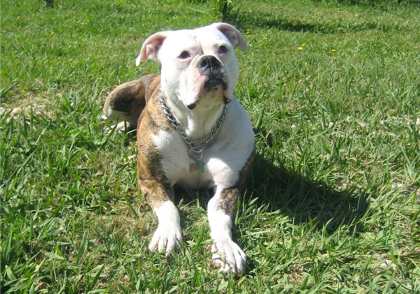 Bulldogs
