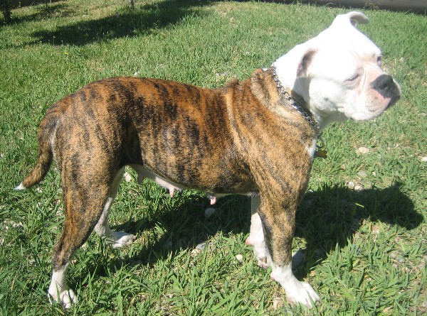 Bulldogs
