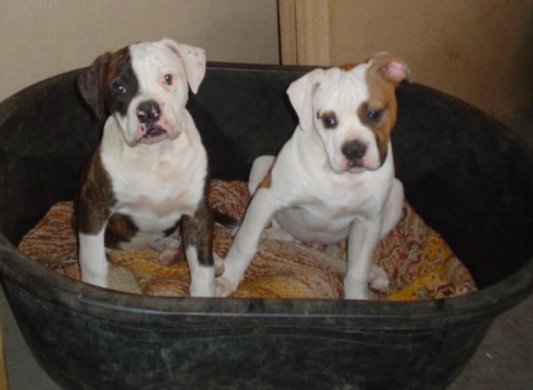 Bulldogs