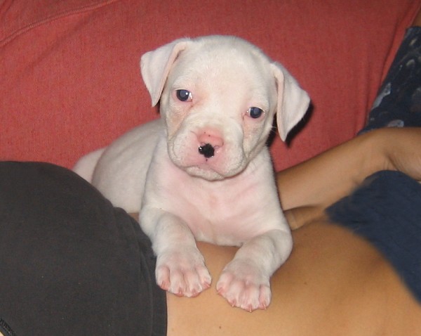 Bulldogs